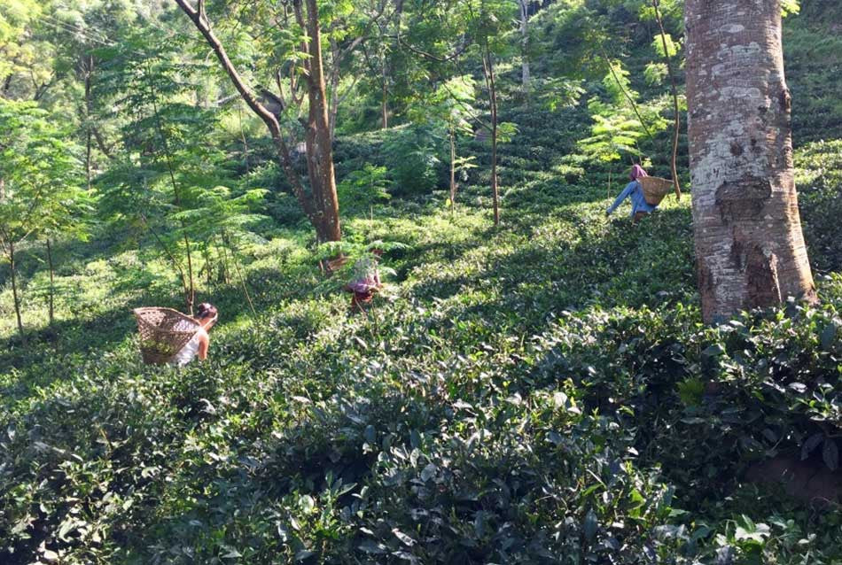 Bermiok Tea Estate – Producers of Organic Tea - Teacupsfull