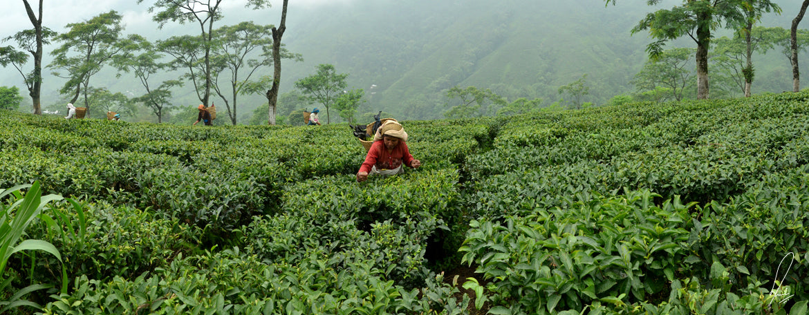 Sungma Tea Estate; Sungma Tea Garden, Darjeeling: Teacupsfull