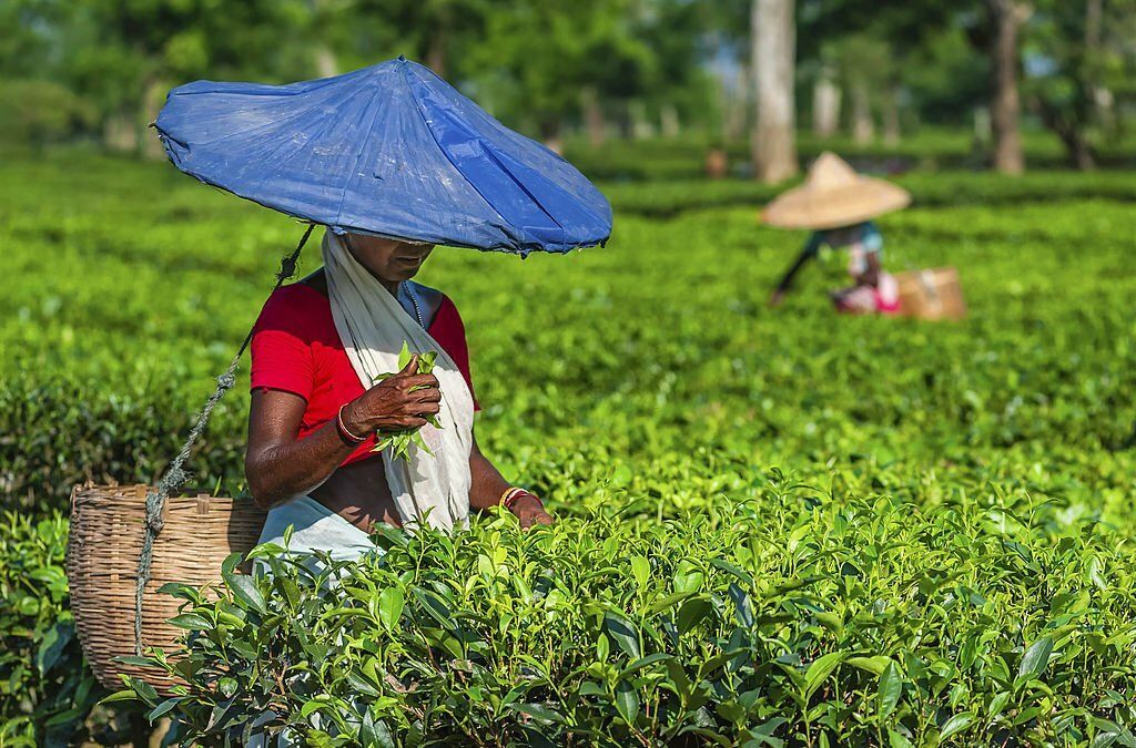 Assam Tea: Disсover the Riсhness of India's Finest tea - Teacupsfull