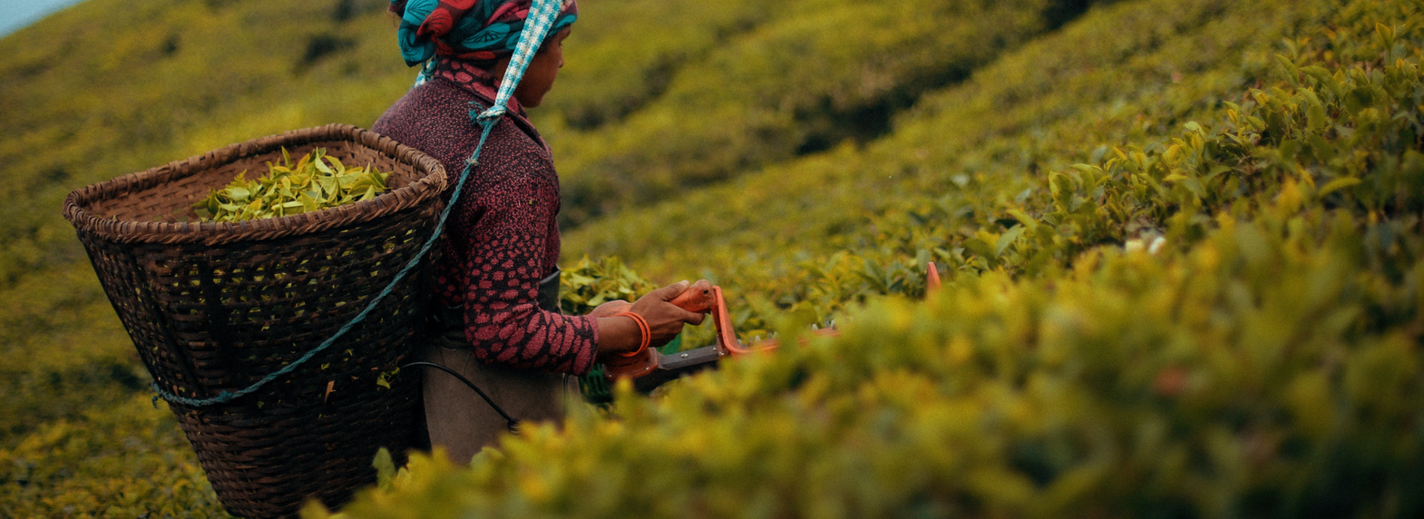 Buy Temi & Bermiok Sikkim Organic Tea Online - TeaCupsFull