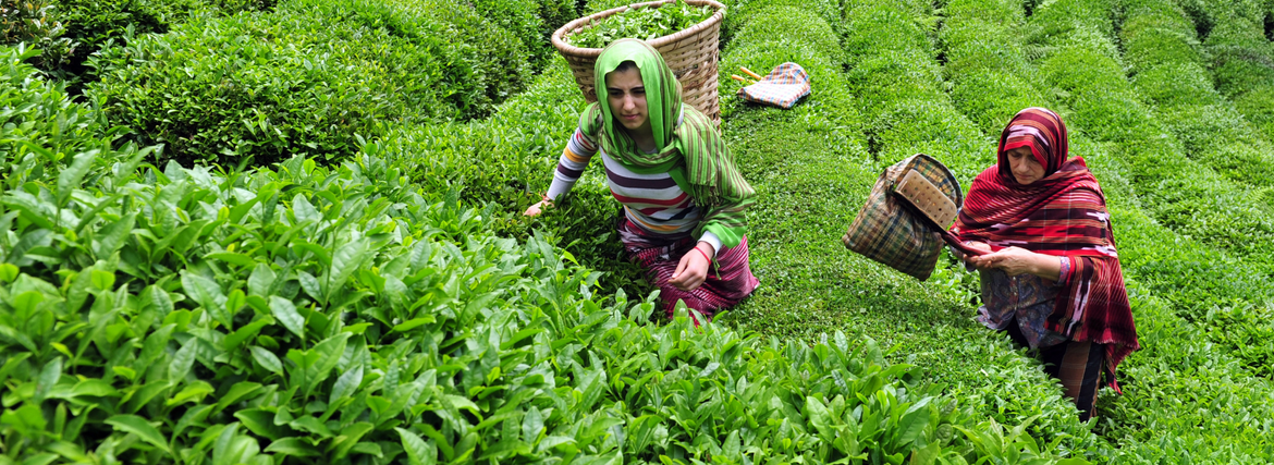 Buy premium quality Single Estate Teas online | TeaCupsFull